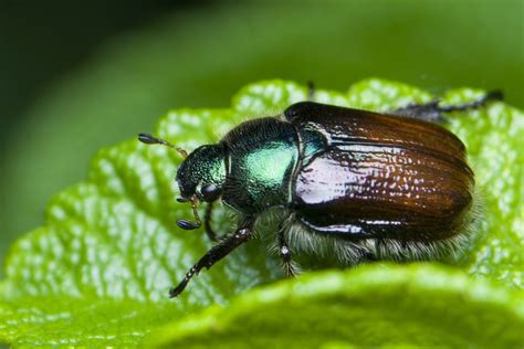 Lugeja KÜsib Kes On See Läikiv Putukas Kes Sööb Aias Lehed Auklikuks
