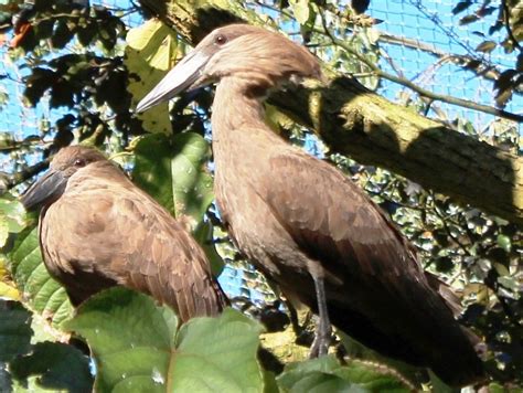 Pelecaniformes Herons Ibises And Allies Bird Phylogeny