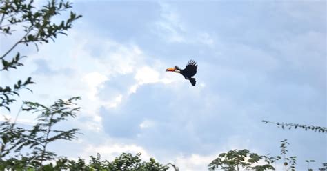 Tucán Grande Ramphastos Toco