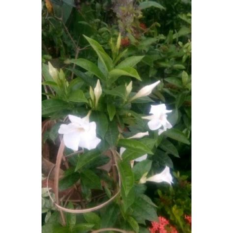 Jual Tanaman Bunga Mandevilla Putih Shopee Indonesia