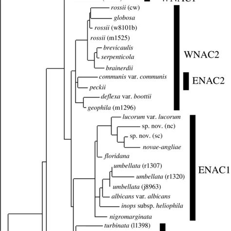 Core Acrocystis Strict Consensus Tree Of 480 Most Parsimonious Trees Of