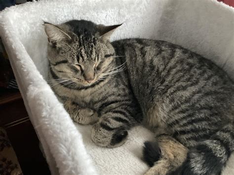 Omg So Cute Rcats