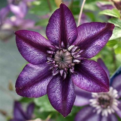Patio Clematis Superior Quality Climbers Uk