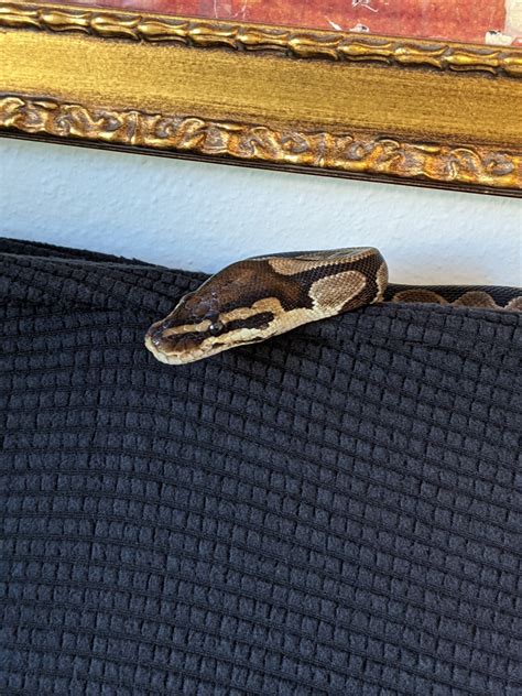 Treehouse Gardens — Cute Snake Is Wizard 🧙🪄🐍