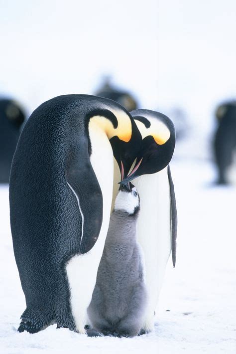 480 Ideeën Over Pinguins Penguins Pinguïns Dieren Vogels