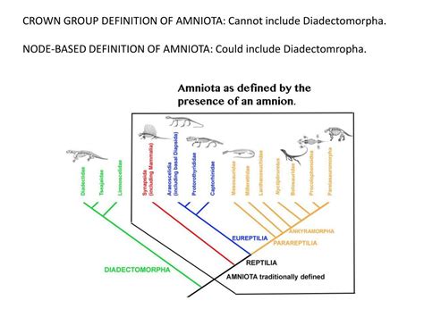 Introduction To The Amniota