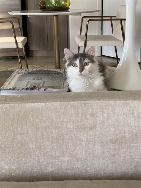 Meowt I Mean Meet Roxy A Smol And Sassy Kitten Rescued With Her Brother And Sister Looking