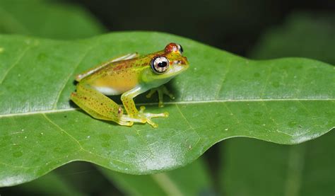 Species Spotlight Critically Endangered Ankarafa Skeleton Frog