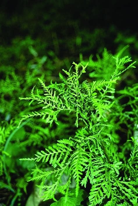 Learn About Dryopteris Filix Mas Linearis Polydactyla Slender Crested Male Fern Perennial