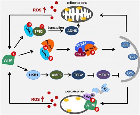 Schematic Of Atm Signaling Pathway Upon Oxidative Stress Induced