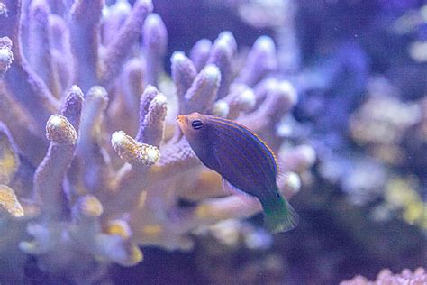 Tail Spot Wrasse Background Images Hd Pictures And Wallpaper For Free