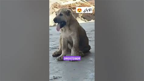 دوستانی ک توله الابای سفید یک دست میخاستن موجوده برای رزرو تماس بگیرید زودتر ک شرمندتون نشیم