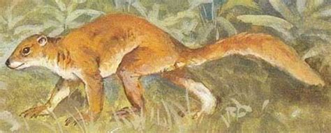 Plesiadapis Alchetron The Free Social Encyclopedia