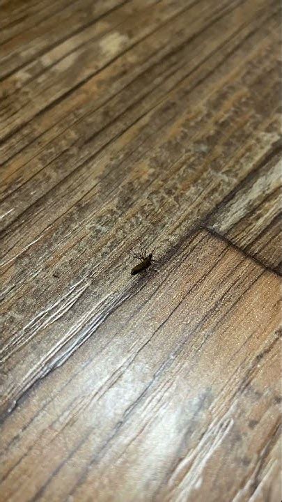 모기고문 Youtube