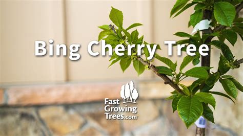 Bing Cherry Tree Zone 9 At Rose Braddon Blog