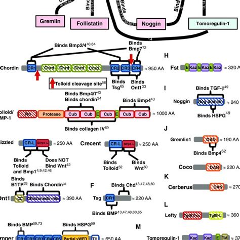 Morphogenetic Movements Of Mouse Tissues At The Onset Of Gastrulation
