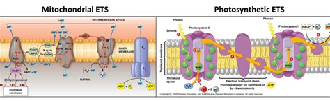 Ets In Mitochondrial And Photosynthetic