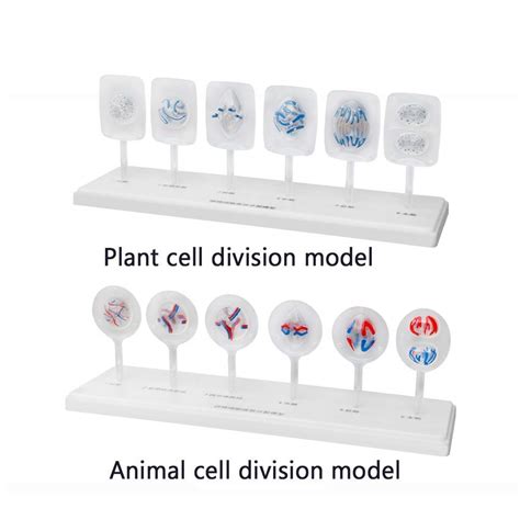 Lxx Cell Mitosis Model Plant Cell Mitosis Model And Animal Desertcart