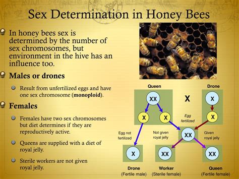 Ppt What Is A Pedigree Powerpoint Presentation Free Download Id