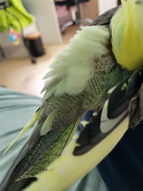 Is My Bird Preening His Featherd Too Intensively Or Is It A Bacterial
