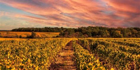 Wine Appellations Aop Beginners Guide Taste Of France®