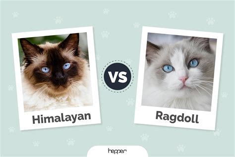 Himalayan Vs Ragdoll Cat Main Differences With Pictures Hepper