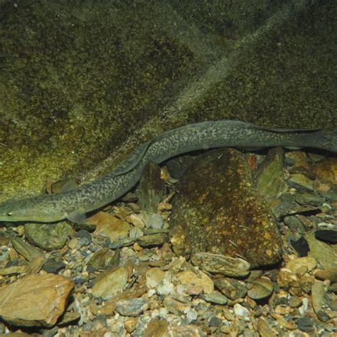 Barred Bichir Facts Diet Habitat And Pictures On Animaliabio