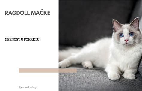 Ragdoll Mačke Nežnost U Pokretu Mačketina