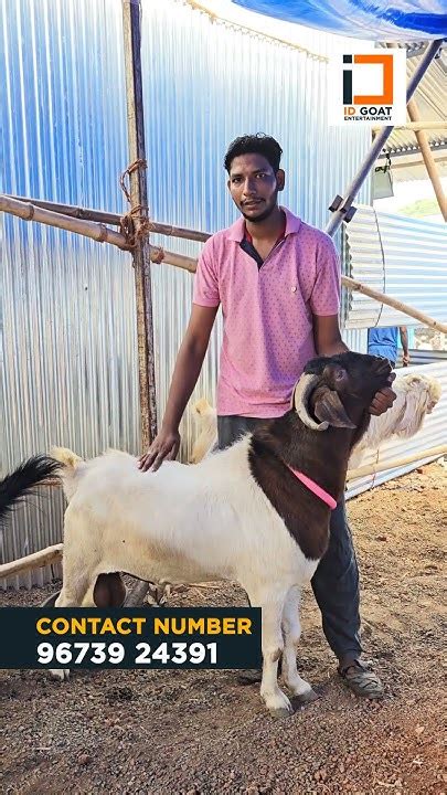 Boer Bakra In Deonar Bakra Mandi2024 Goat Deonarmandi Youtube