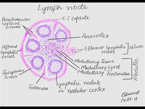 Simple Lymph Node Diagram