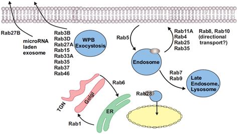 Rab Gtpases As Modulators Of Vascular Function