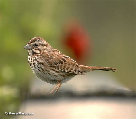 Based On Data The 35 Most Popular Birds In Washington