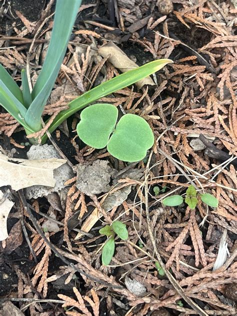 Volunteer Seedling Identification A Ton Of Them Have Popped Up In My Garden This Year But Can
