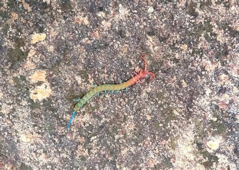 Spotted This Beautiful Multicolor Centipede During A Local Hill Trek