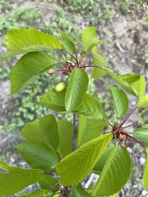 Is My Tree Self Pollinating Rgardening