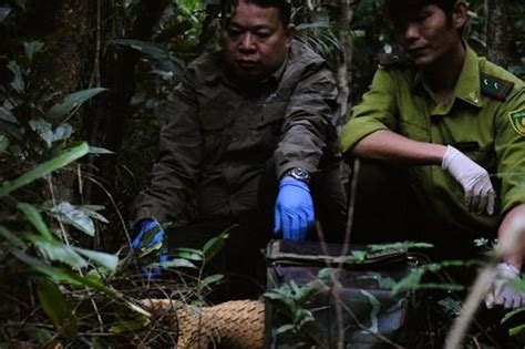 7 Con Tê Tê Java được Thả Về Tự Nhiên Báo Người Lao Động