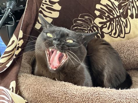 Come Hither R Catswhoyell