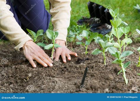 Planting Broad Beans Planting Vegetables In Garden Stock Image Image