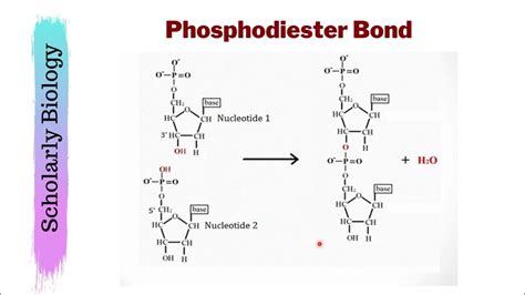 Phosphodiester Bond And Polynucleotide Chain Biology Class 1112 Neet