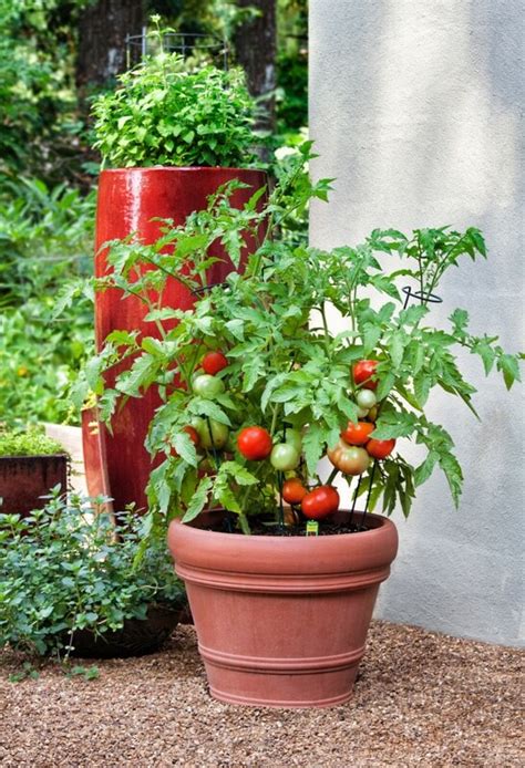 The Many Different Types Of Tomatoes Bonnie Plants