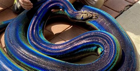 Reticulated Python Color Morphs