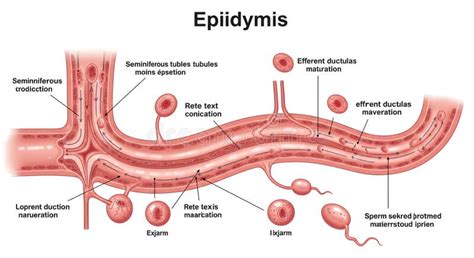 Epididymis Diagram Stock Illustrations 82 Epididymis Diagram Stock Illustrations Vectors