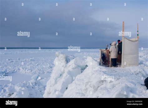 Scientists Conducting Bowhead Whale Survey Count Passing Migrating