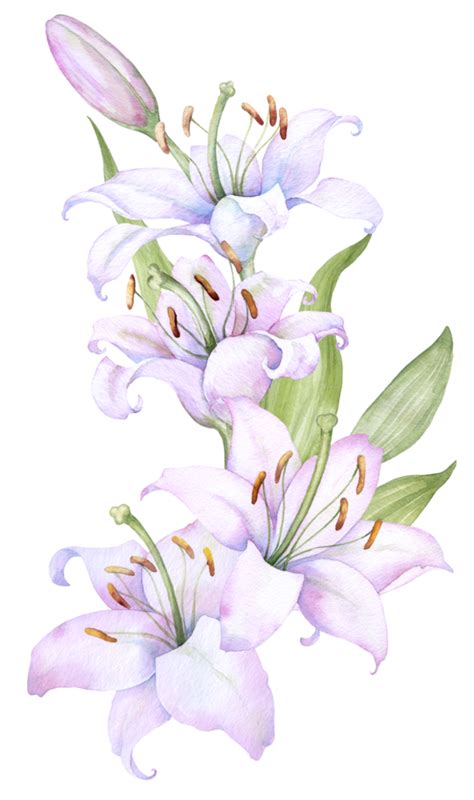 Watercolor Flower Arrangement Bouquet Of White And Pink Lilies Lily