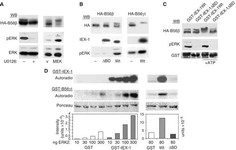 B56 Containing Pp2a Dephosphorylate Erk And Their Activity Is Controlled By The Early Gene Iex 1