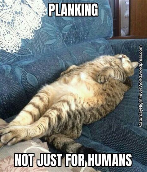 Planking Cat Meme By Memeism Memedroid