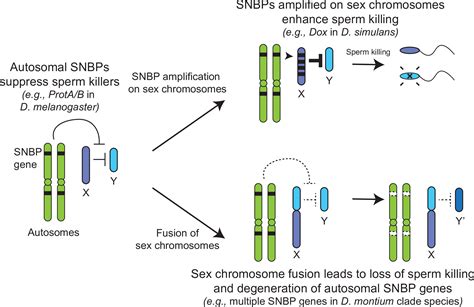 Expansion And Loss Of Sperm Nuclear Basic Protein Genes In Drosophila