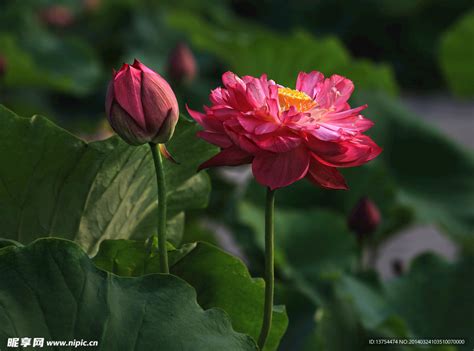 花与蕾摄影图花草生物世界摄影图库昵图网