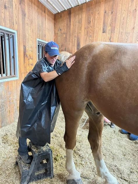 Johnson Equine Veterinary Services Sullivan Wi