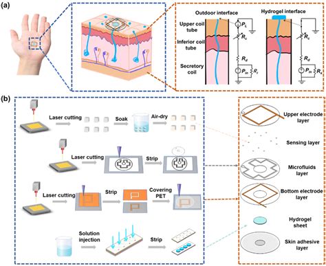 Schematic Diagram Of Microfluidic Sweat Sensing Patch A Model For Download Scientific